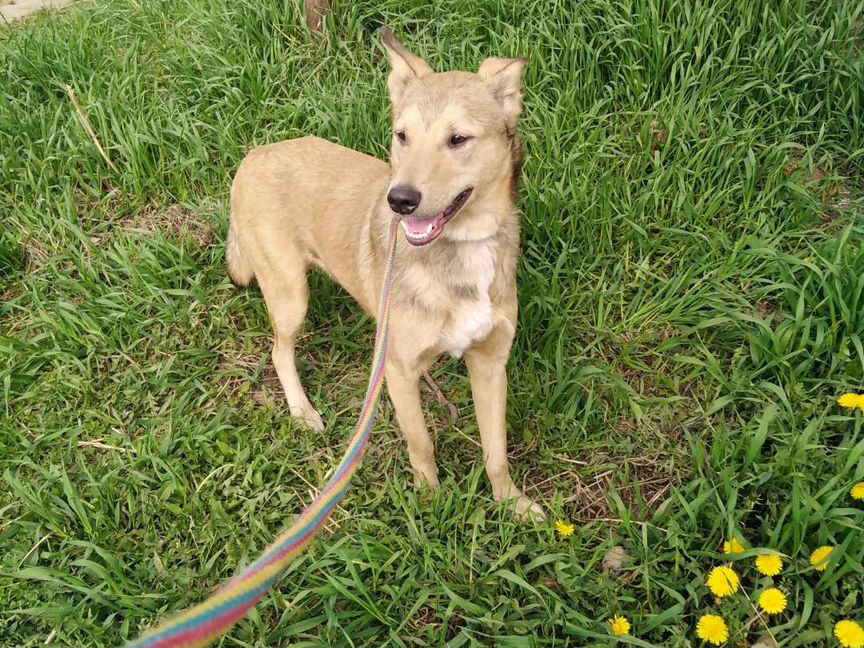 Щенок 8 мес, мальчик в ответств. руки, некрупный