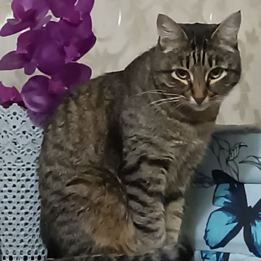 Европейская короткошёрстная, взрослая кошка