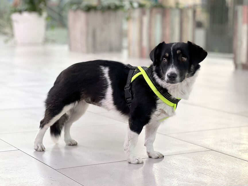 Маленькая Пальма в добрые руки