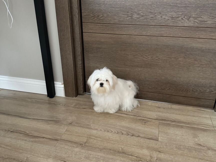 Мальтезе 7.5 мес Корея