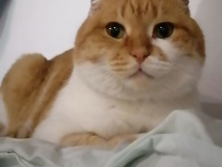 Шотландская котик в добрые руки