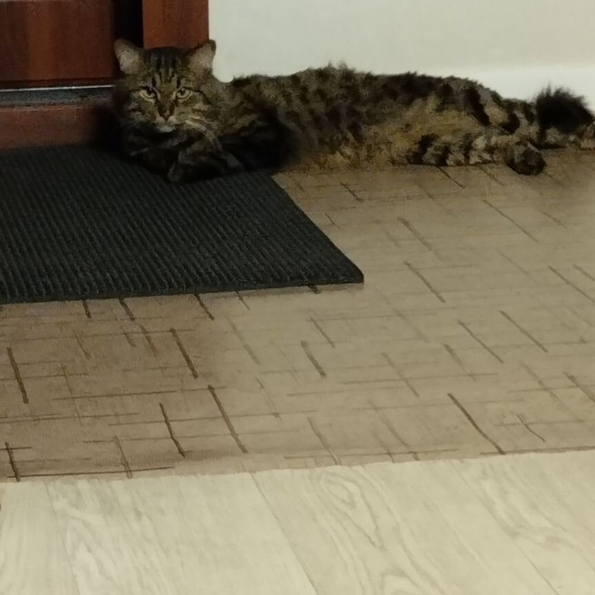 Кот в добрые руки