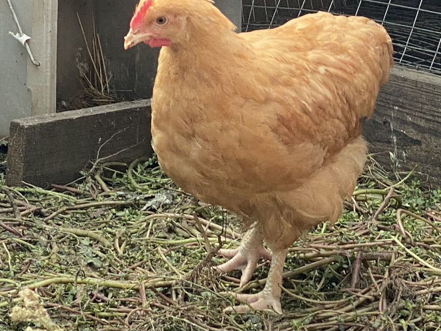 Куры Орпингтон