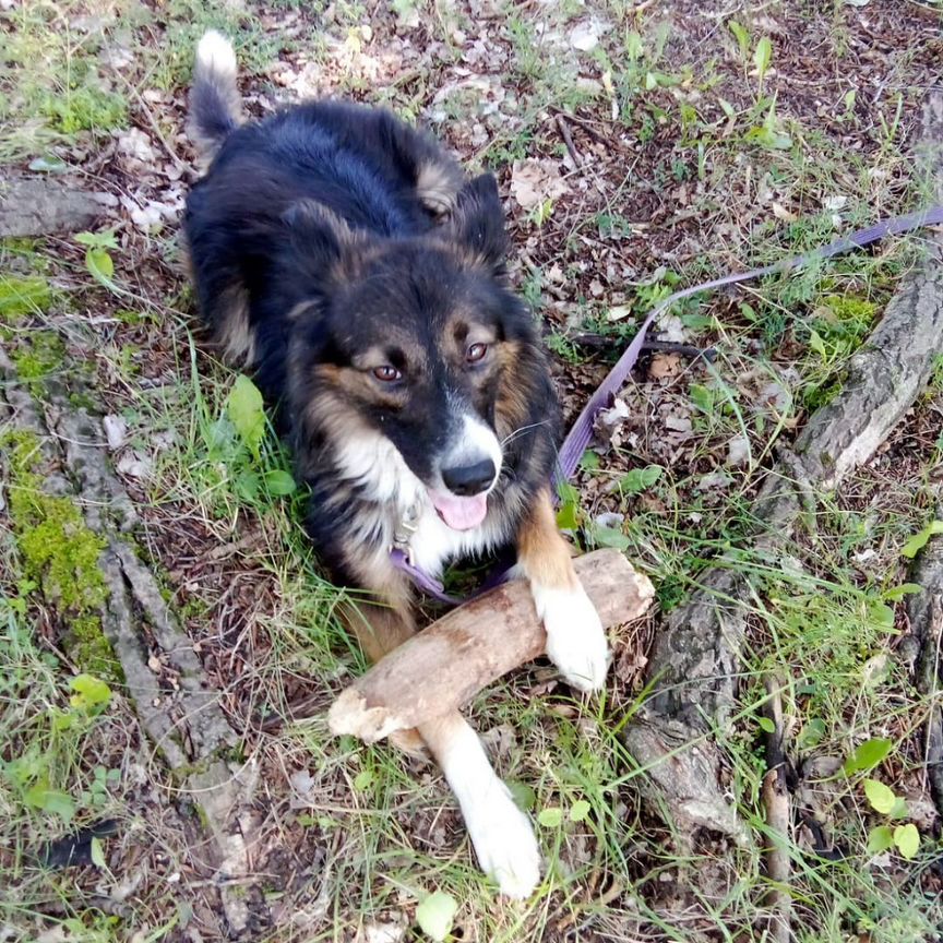 Пёсика хотят выкинуть