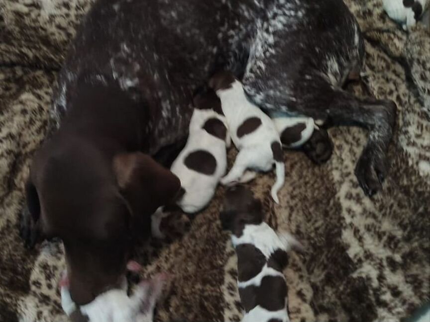 Щенки немецких курцхаров