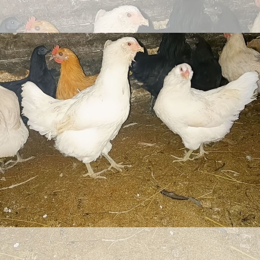 Курочки америкауна