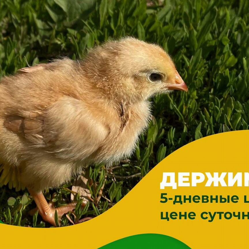 Цыплята Редбро суточные