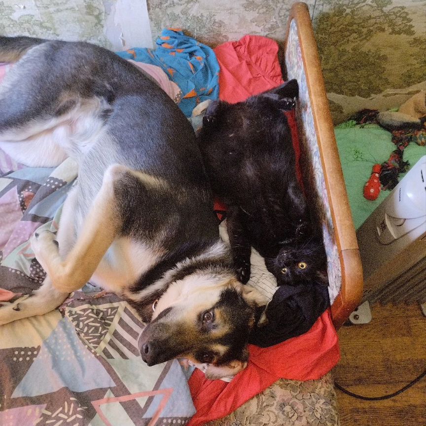Отдам в добрые руки собаку