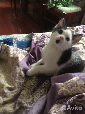 Отдадим кошечку в добрые руки