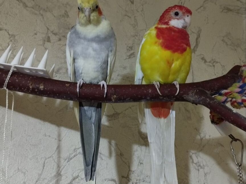 Попугай розелла из питомника