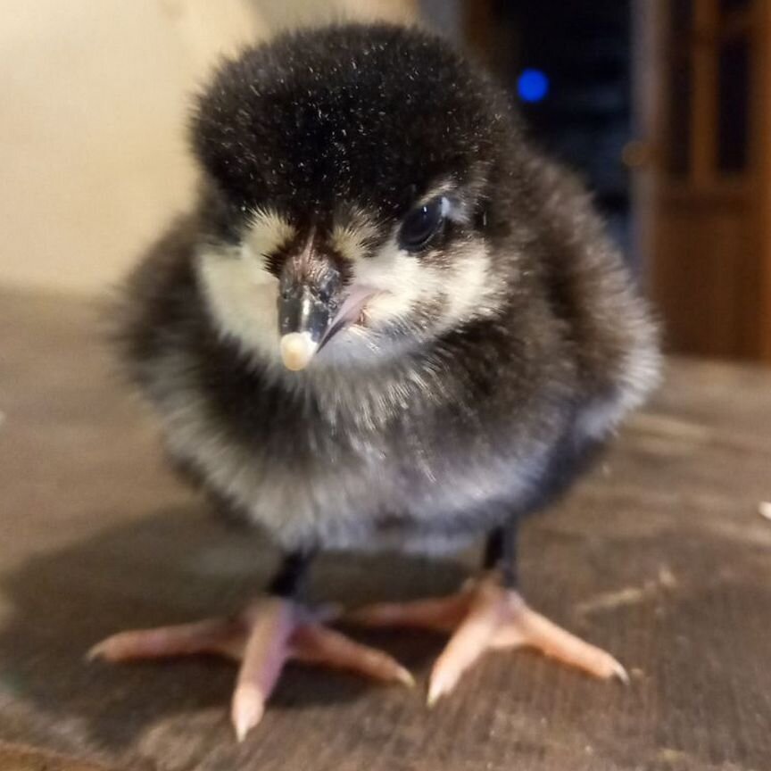 Цыпленок суточный Джерсийский гигант