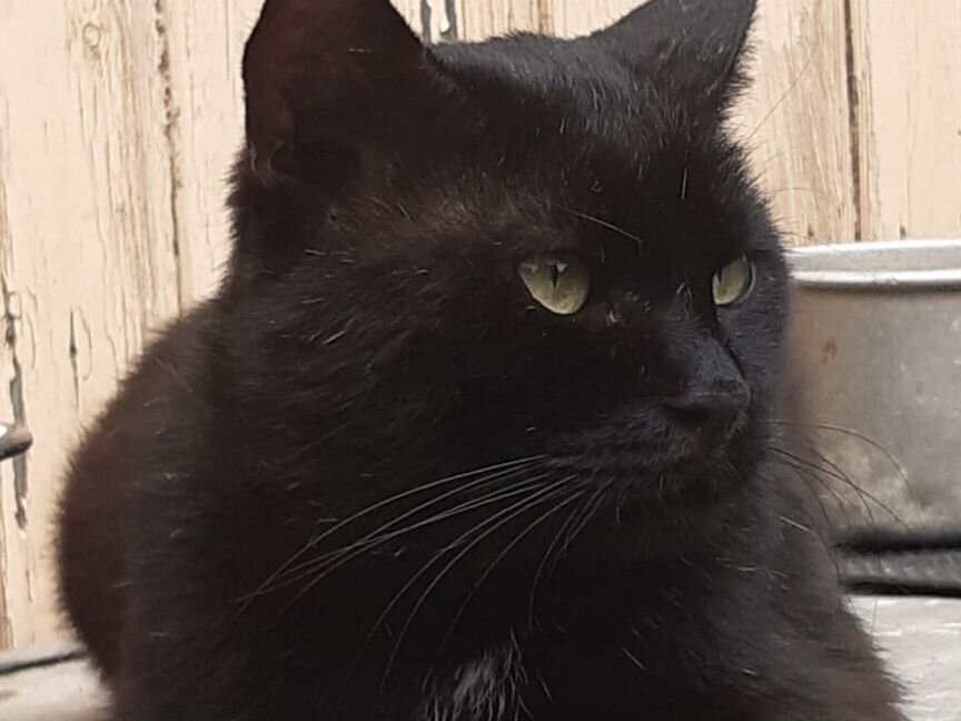 Кошки в добрые руки бесплатно