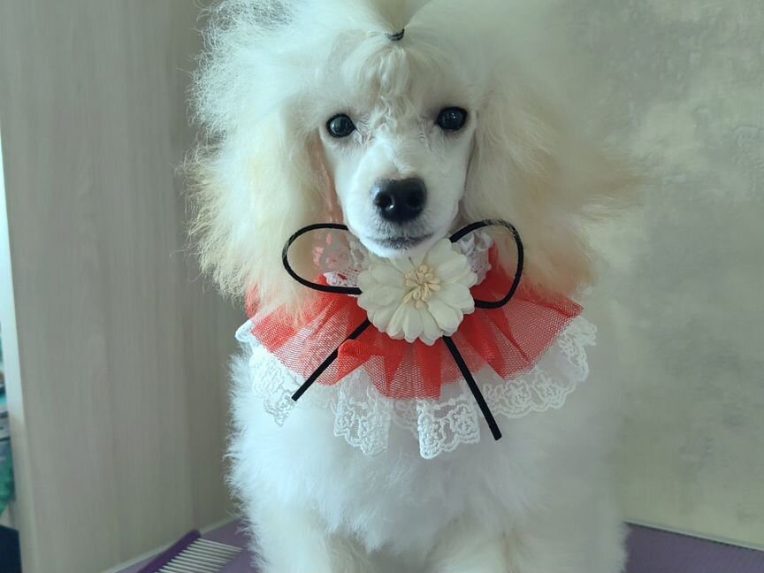 Той-пудель девочка