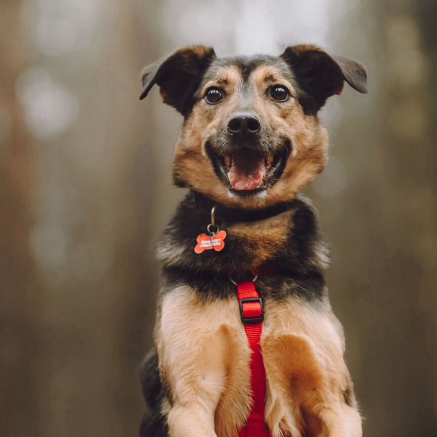 Взрослая собака в добрые руки
