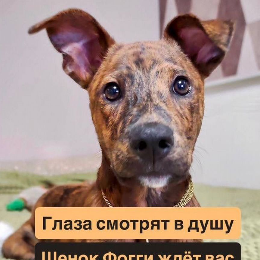 Щенок в добрые руки