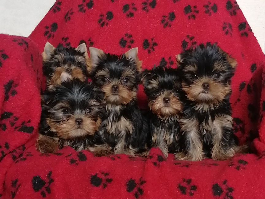 Йоркширский терьер щенки