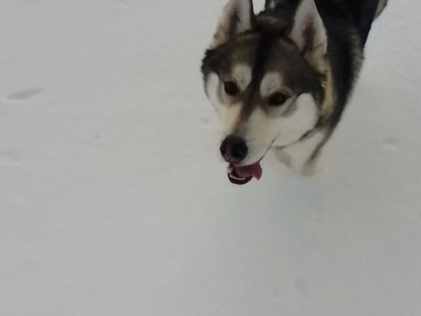 Собака в добрые, надëжные, заботливые руки
