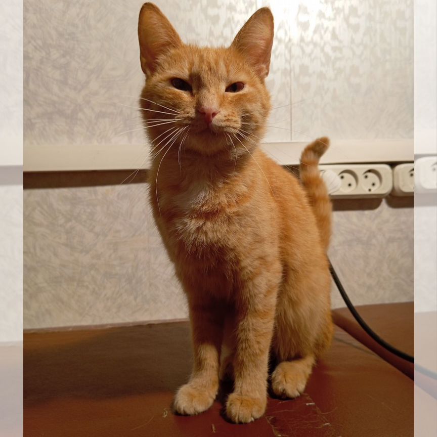 Кошечка в добрые руки