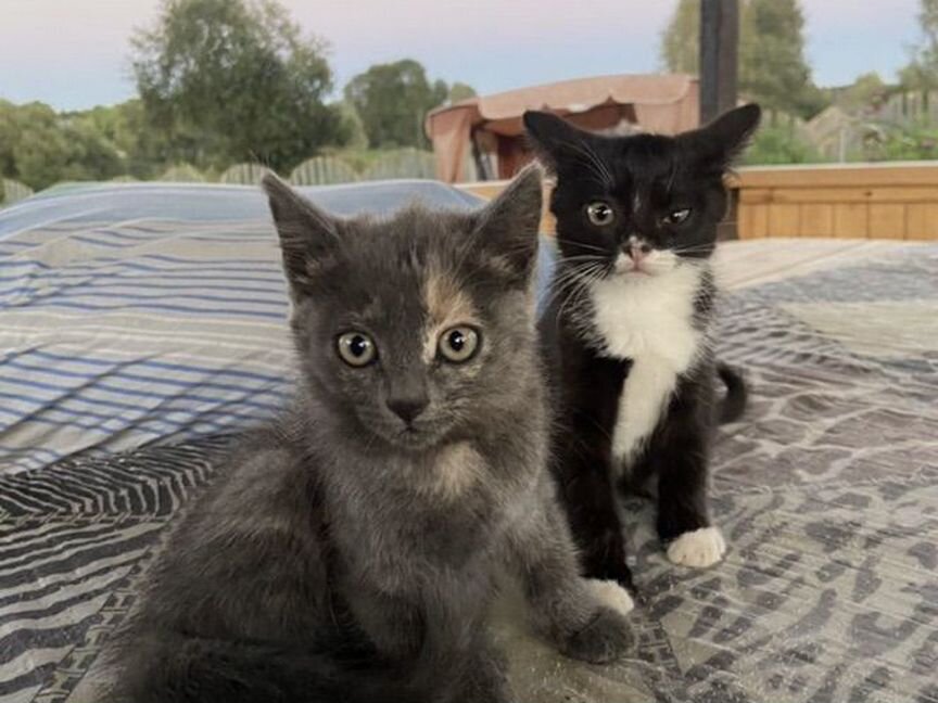 Котятки в добрые руки