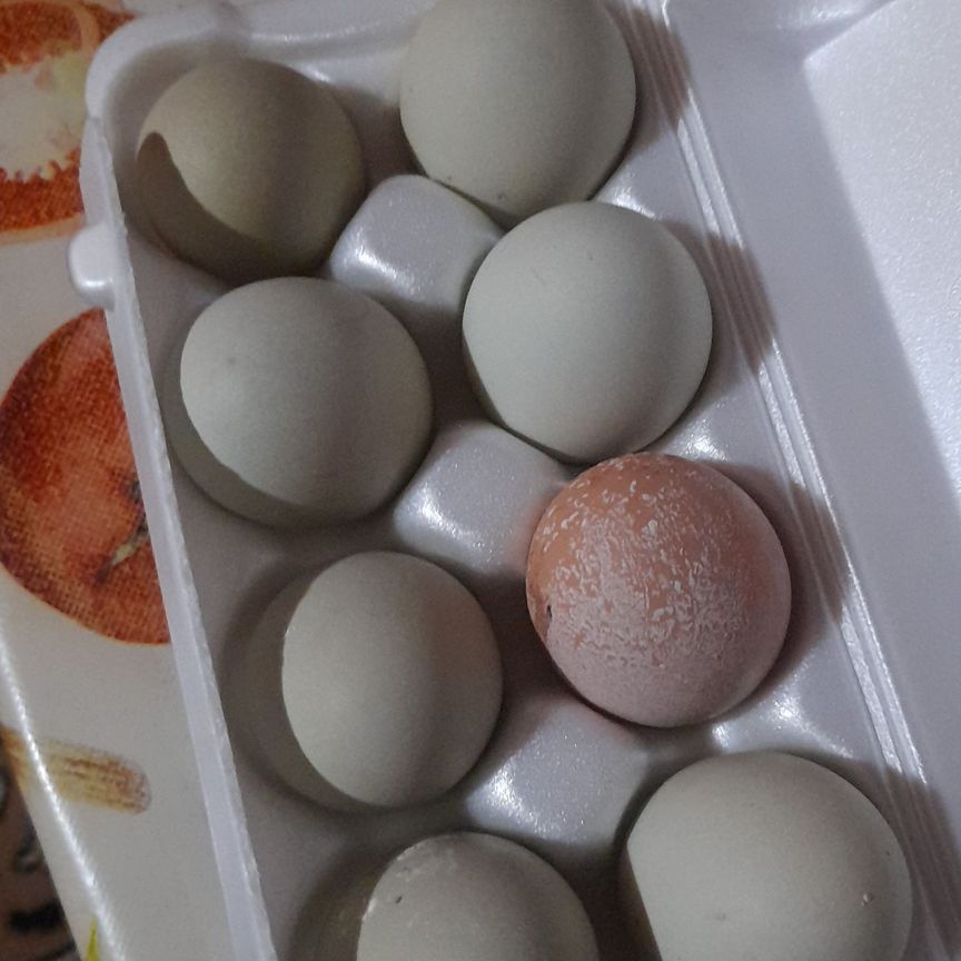 Домашние куриные яйца