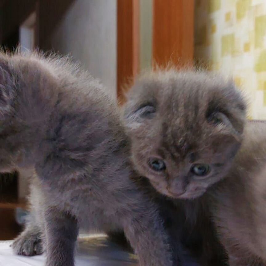 Продам котят вислоухие Шотландцы