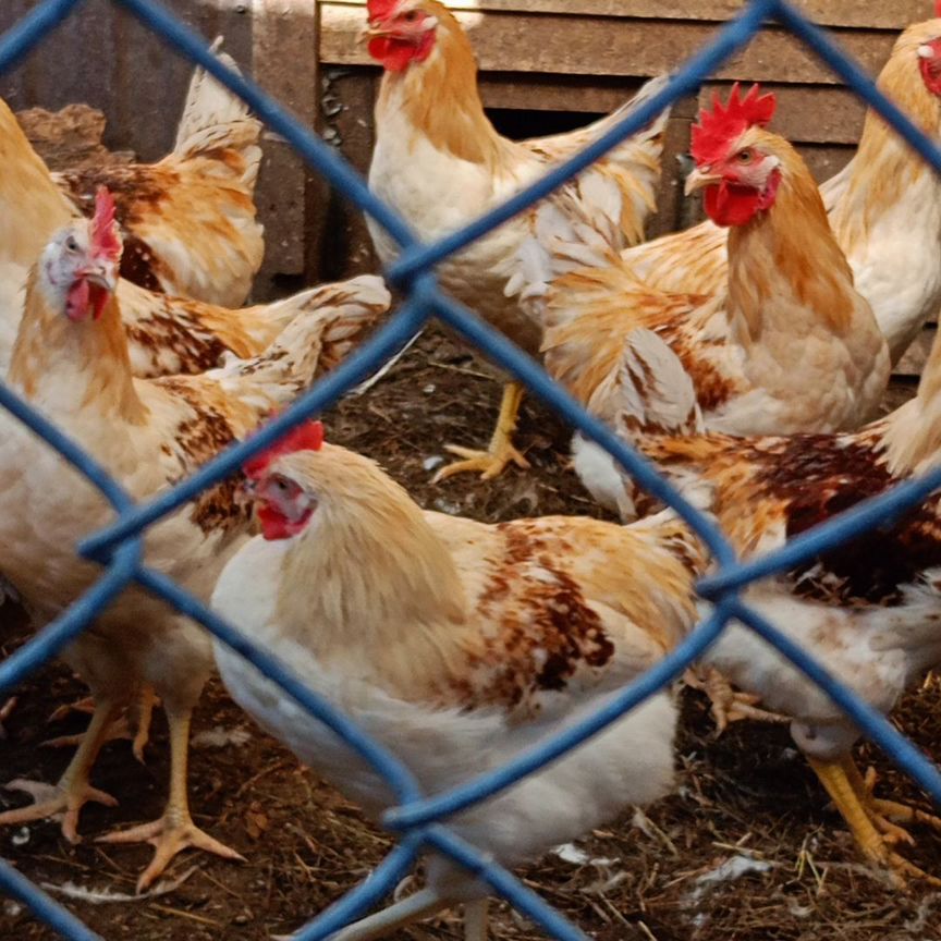 Молодые петухи