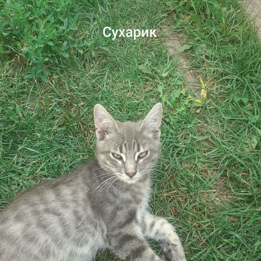 Отдам в добрые руки