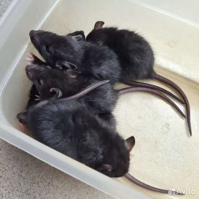 Продам крысят Дамбо