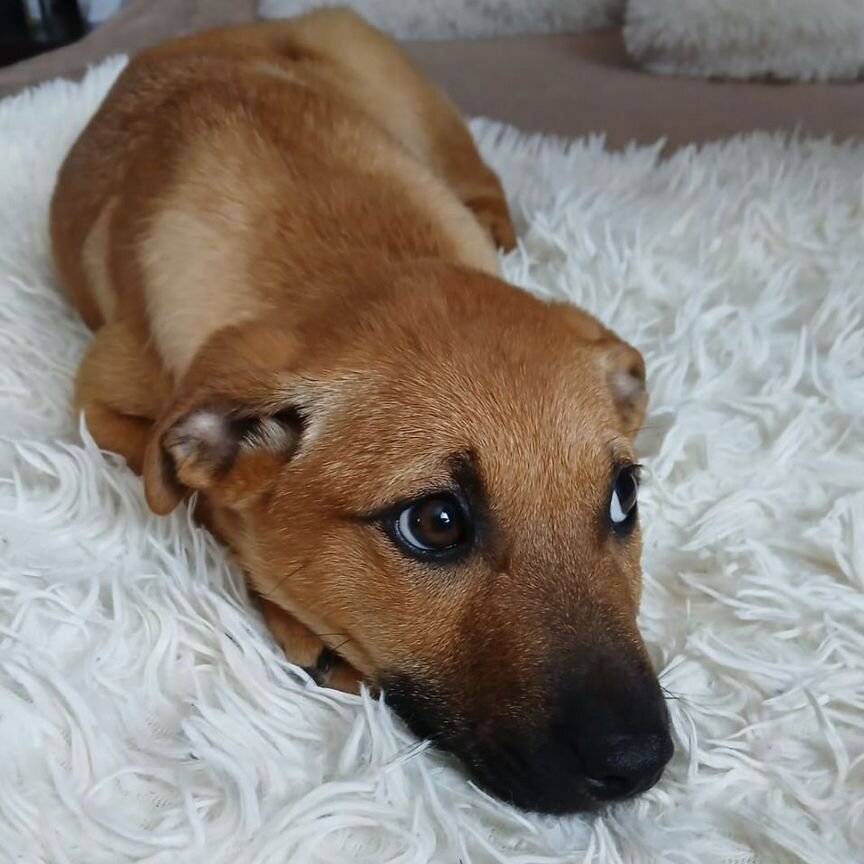 Сказочный щеночек в дар