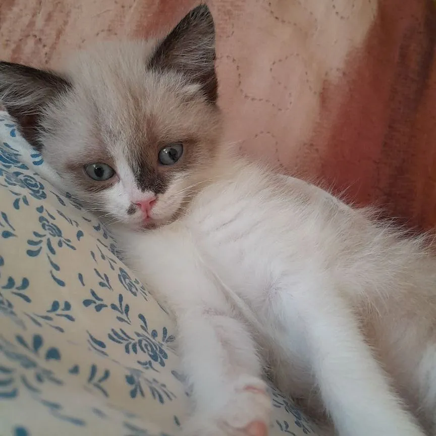 Отдам в добрые руки