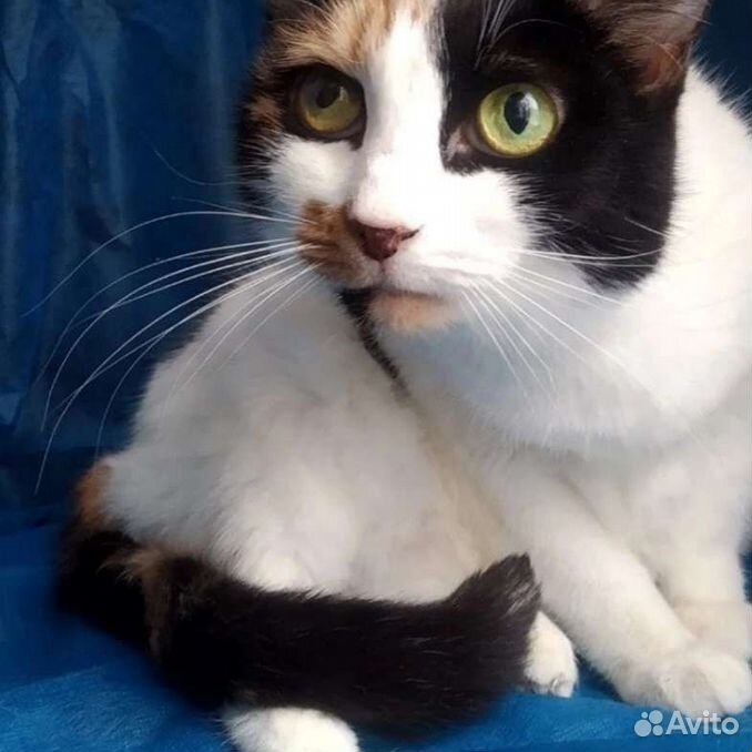 Кошка Машка
