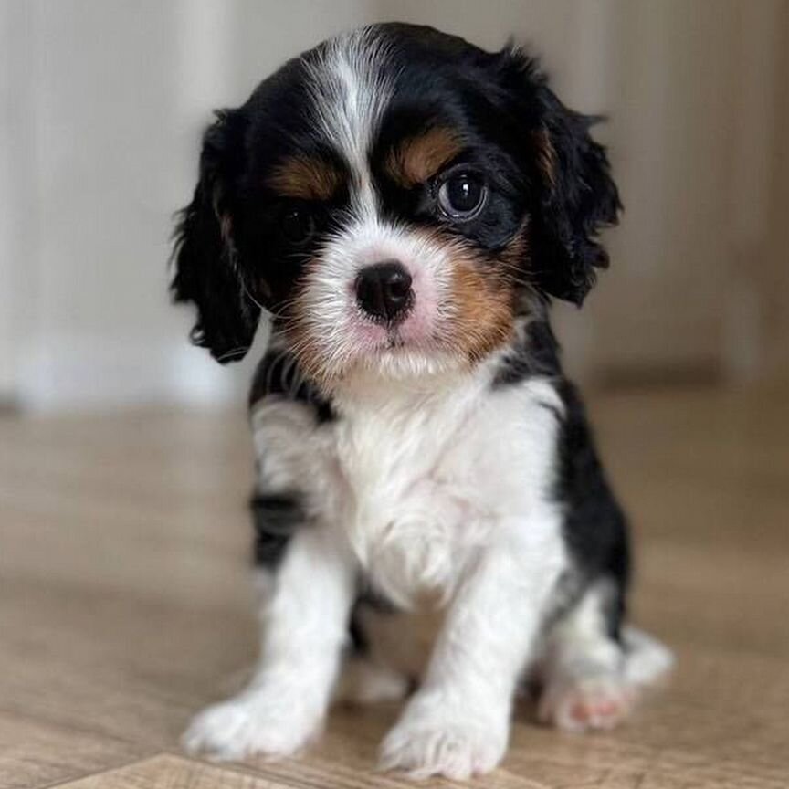 Кавалер кинг-чарльз-спаниель, щенок