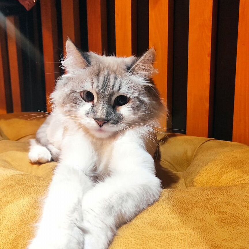 Отдам кошку в добрые руки