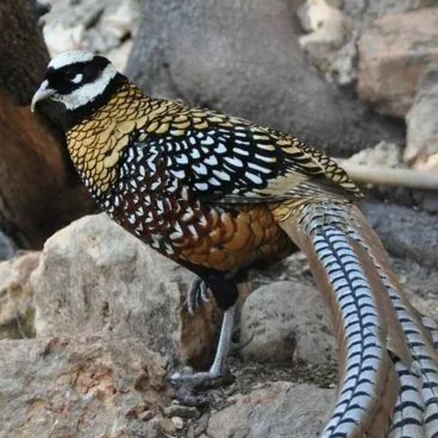 Королевский фазан