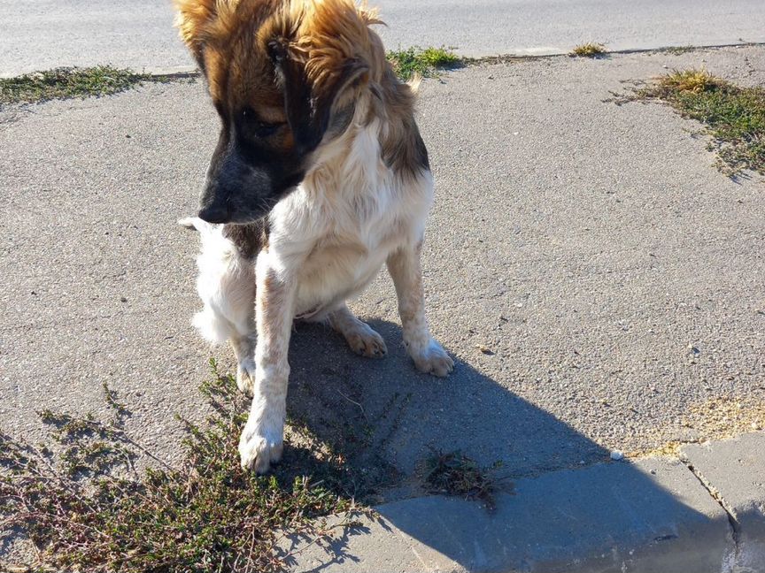 Отдаем щеночка очень красивый