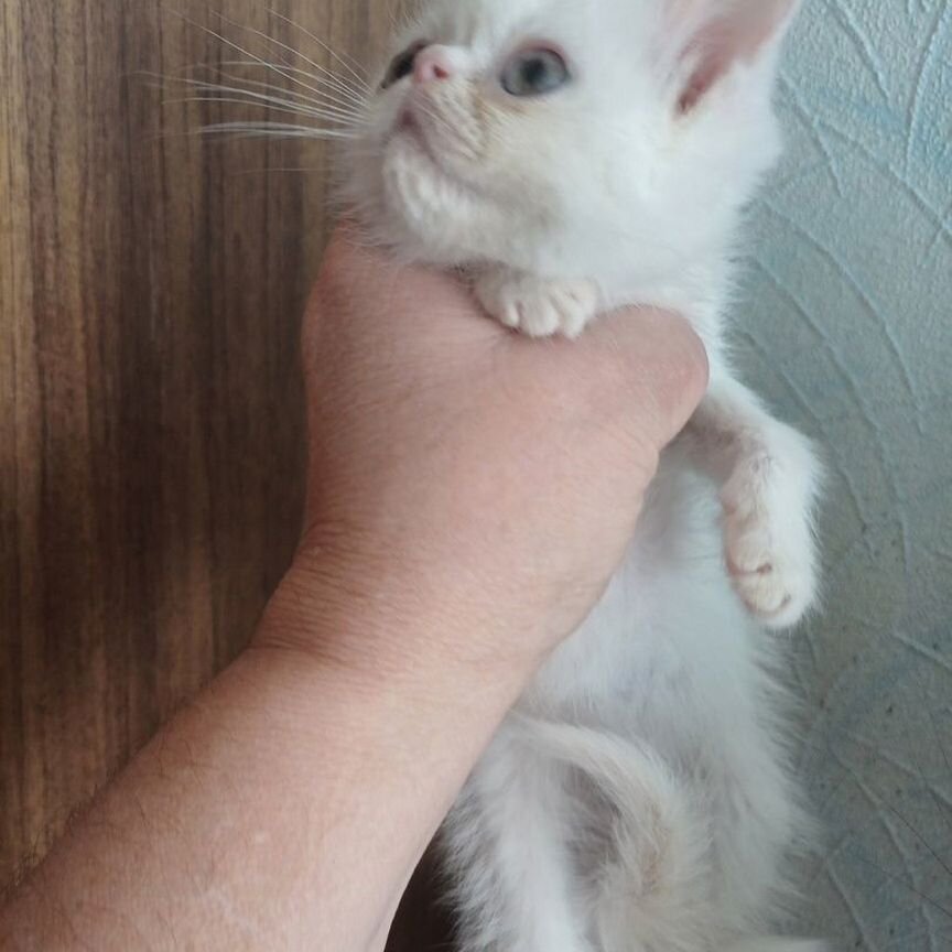 От породистых родителей милые котята экзоты мальчи