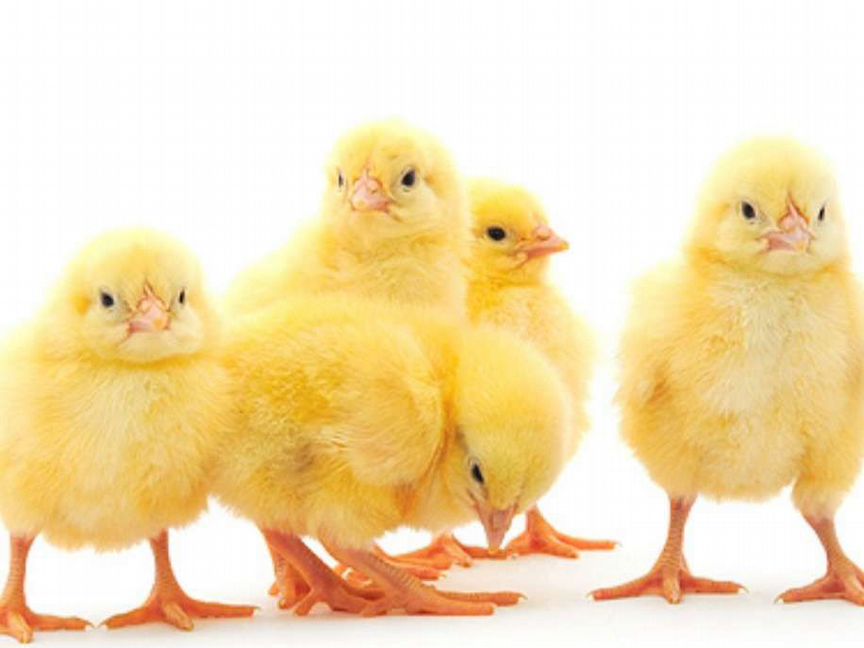 Цыплята бройлеры суточные