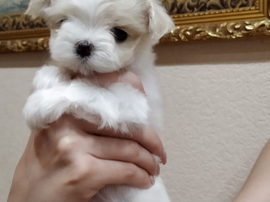 Щенки мальтийской болонки мини