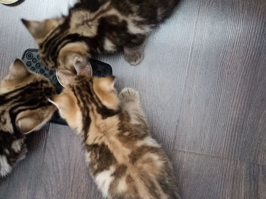 Шотландские прямоухие кошечки