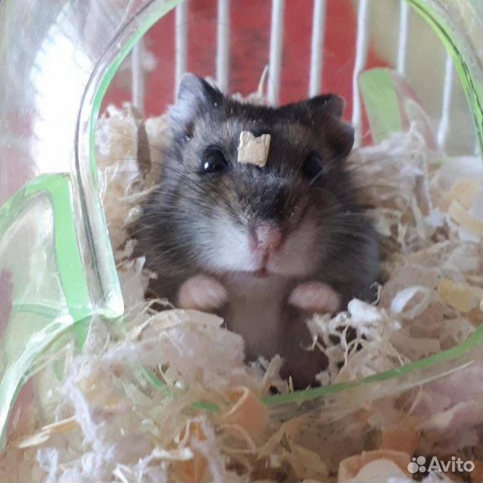 Джунгарские хомячки бесплатно