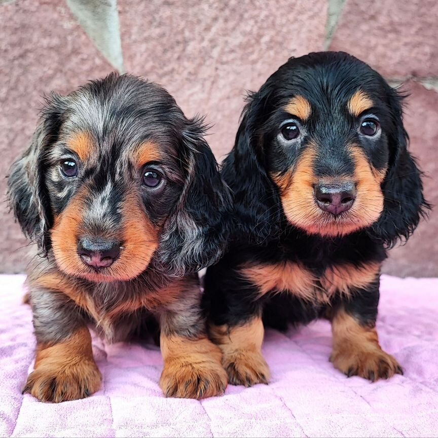 Длинношерстные таксята