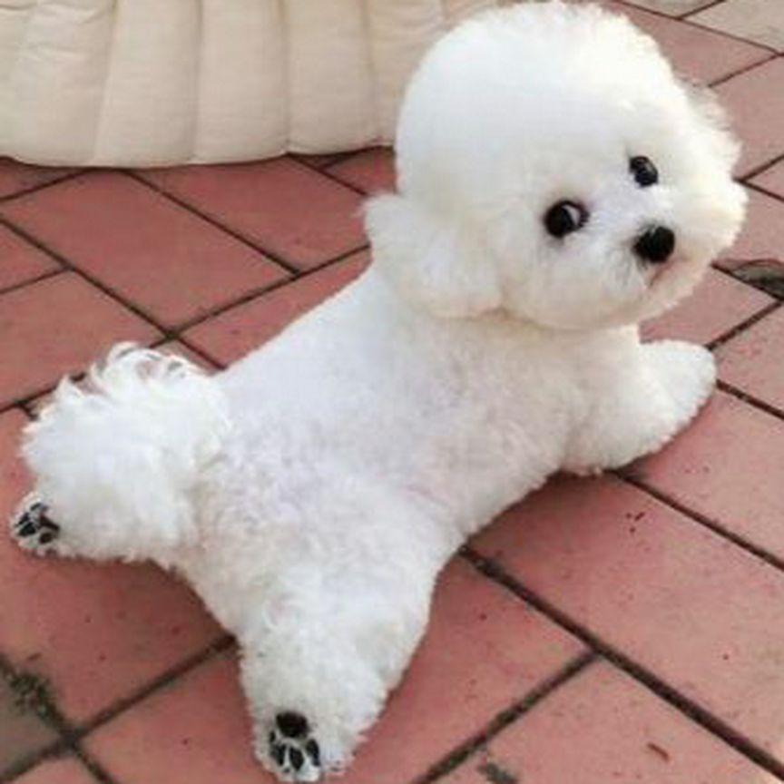 Бишон фризе, щенок