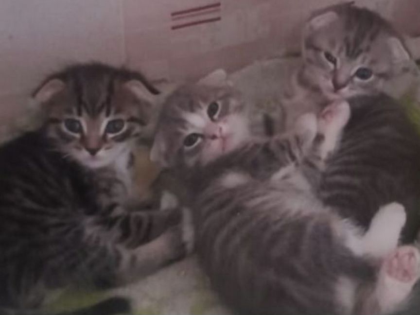 Кошкакотята