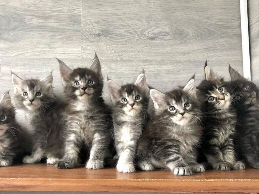 Норвежские лесные котята