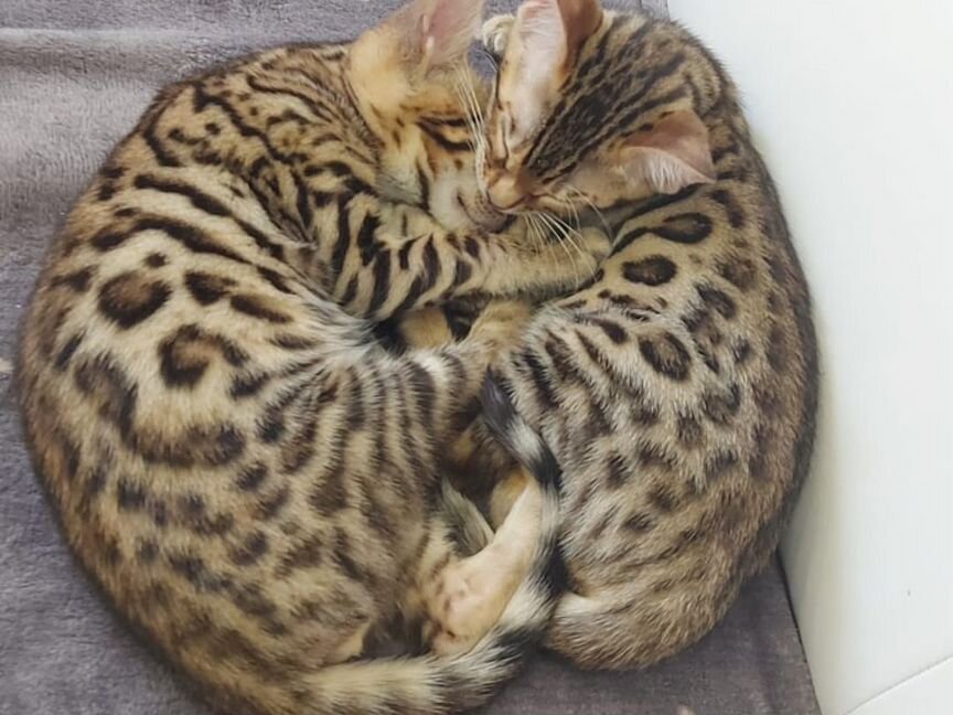 Бенгальские котята