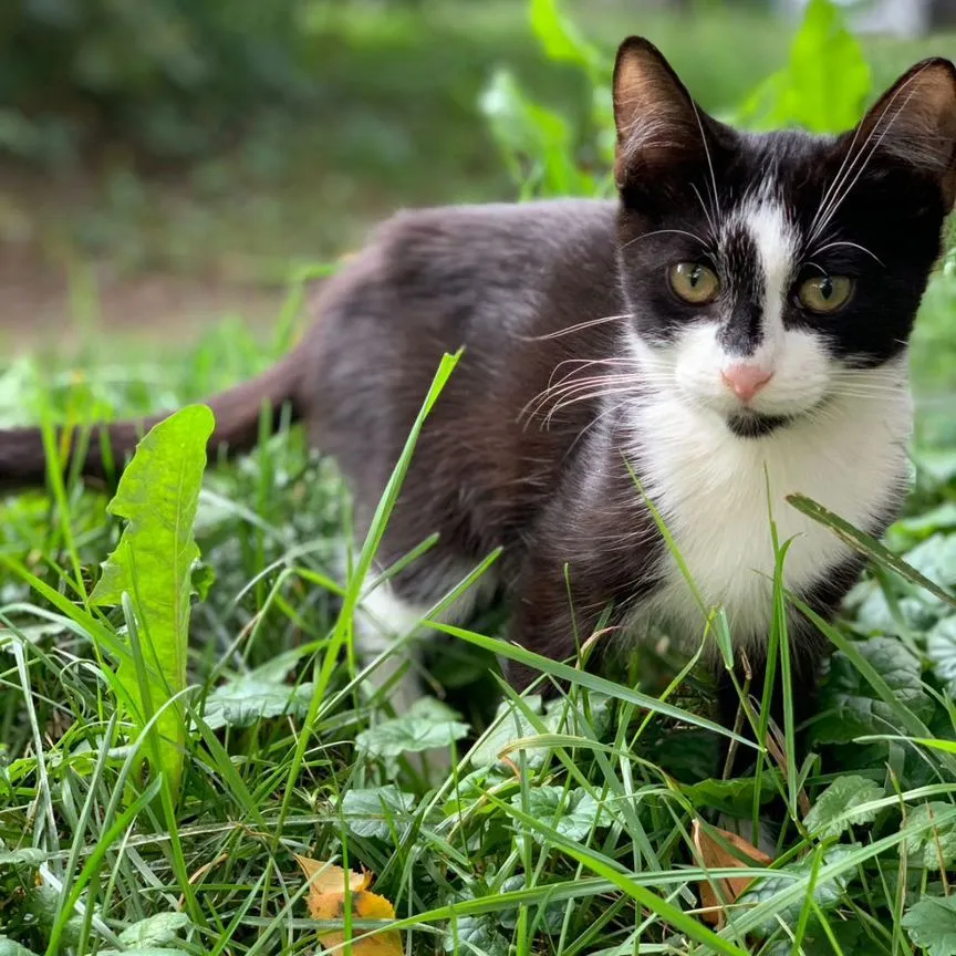 Котёнок мальчик в добрые руки
