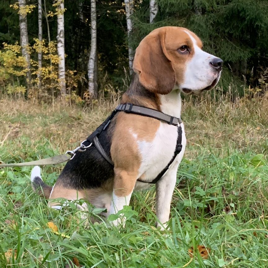 Собака в добрые руки отдам бесплатно