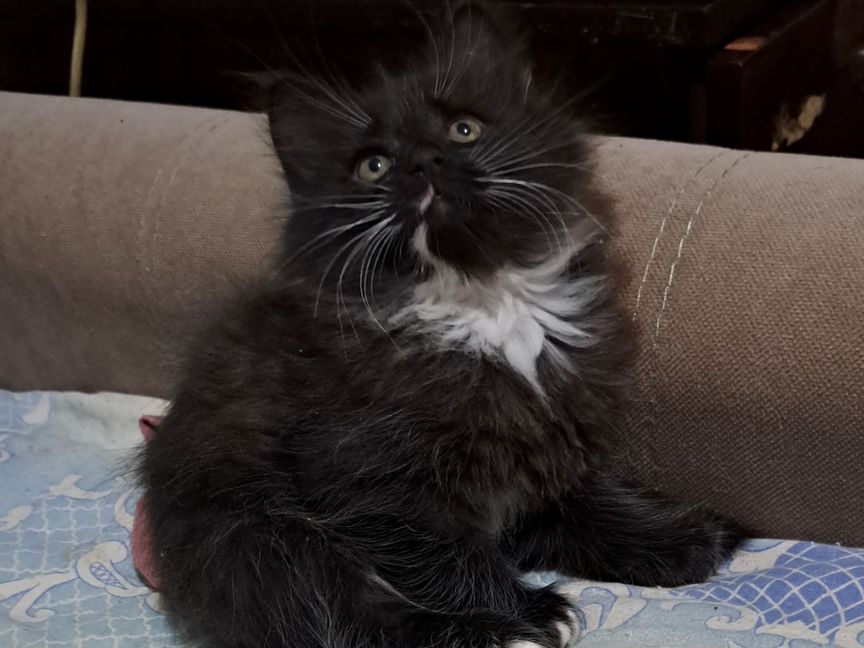 Шикарный маленький котейка пушистик