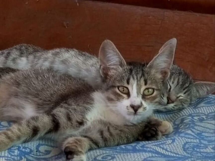 Котята-подростки в дар бесплатно