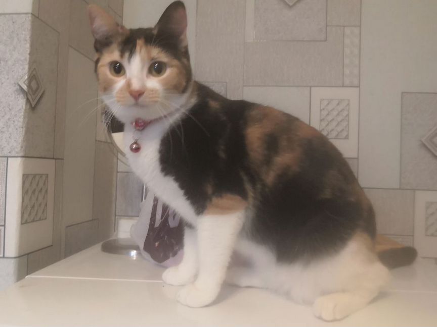 Кошки в добрые руки